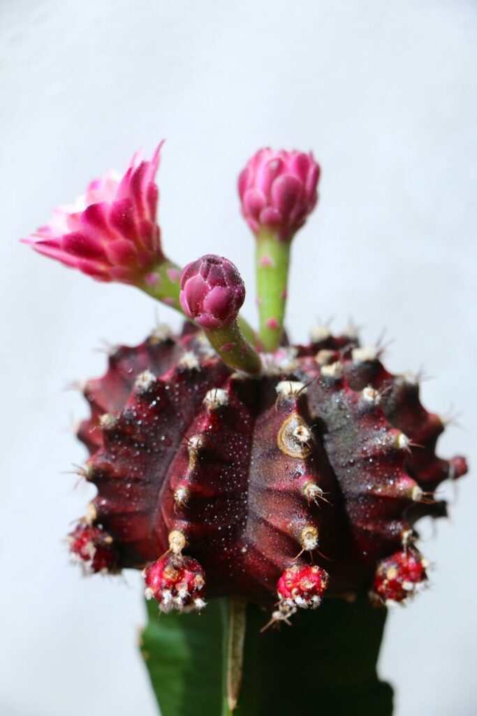 17 Stunning Purple Succulents for Inside and Outside