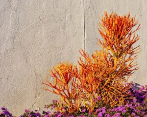 17 Best Full Sun Succulents & Cacti (With Pictures)