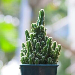 17 Best Full Sun Succulents & Cacti (With Pictures)
