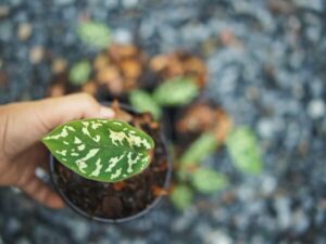 Alocasia Hilo Beauty: Care, Watering & Light Requirements