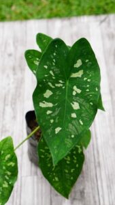 Alocasia Hilo Beauty: Care, Watering & Light Requirements