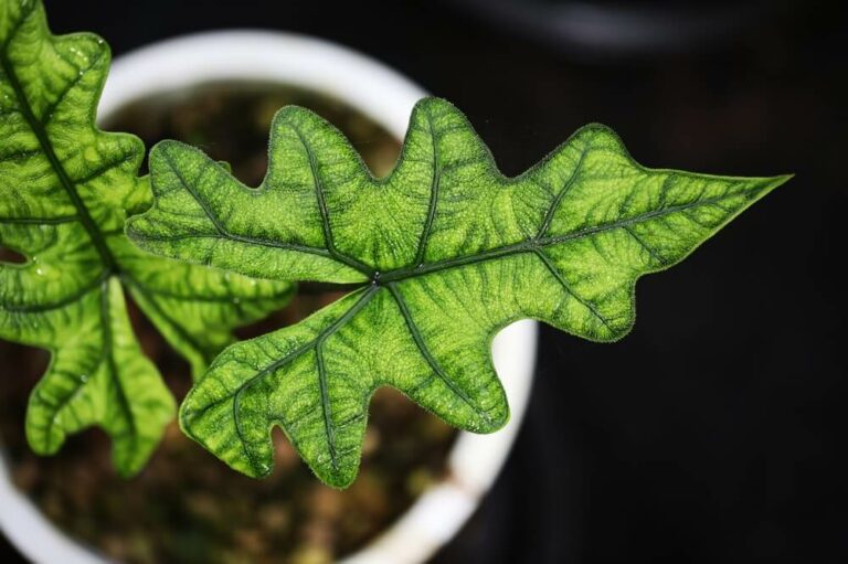 Alocasia Jacklyn Care: Everything You Need To Know