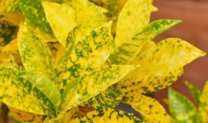 Gold Dust Croton: Care, Propagation, Water, Light & More