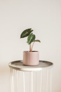 Alocasia Pink Dragon: The Complete Plant Care Guide