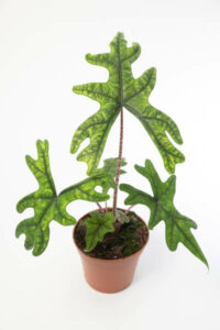 Alocasia Jacklyn Care: Everything You Need To Know