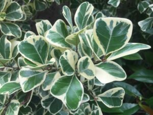 Ficus Triangularis: Care, Growth & Propagation Guide