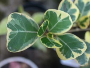 Ficus Triangularis: Care, Growth & Propagation Guide