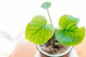 Ficus Umbellata Care: Light, Size, Pruning & Humidity