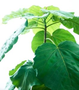 Ficus Umbellata Care: Light, Size, Pruning & Humidity