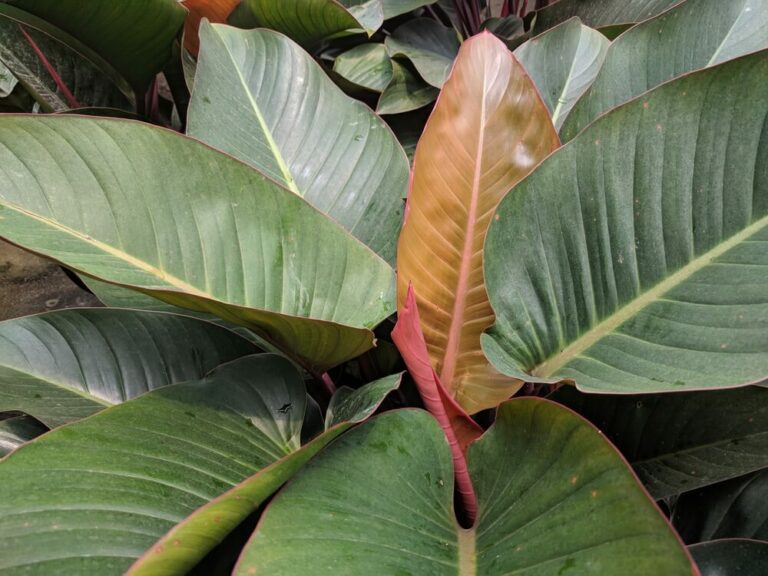Philodendron Rojo Congo: The Complete Care Guide