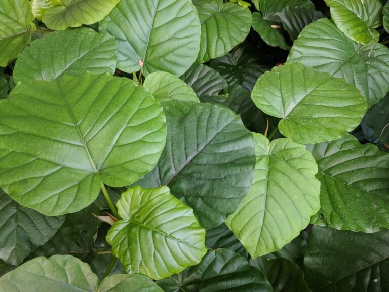 Ficus Umbellata Care: Light, Size, Pruning & Humidity