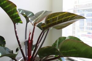 Philodendron Rojo Congo: The Complete Care Guide