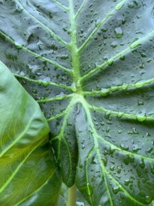Alocasia Regal Shield: Care, Light, Water, Soil & More