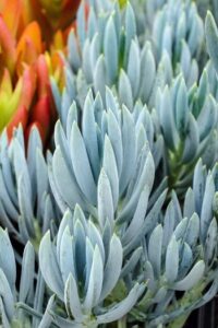 Blue Chalksticks Succulent: The Complete Care Guide