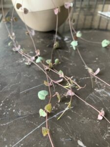 How To Propagate String Of Hearts: 7 Simple Methods