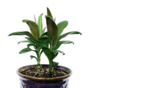 Dracaena Deremensis ‘Janet Craig’ Care Guide & Tips