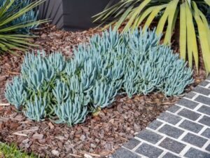 Blue Chalksticks Succulent: The Complete Care Guide