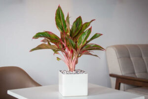 Aglaonema ‘Siam Aurora’; Red Aglaonema Care Guide