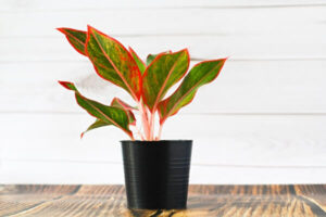 Aglaonema ‘Siam Aurora’; Red Aglaonema Care Guide