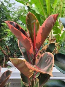 Ficus Elastica ‘Ruby’ Care: Light, Soil, Watering & More