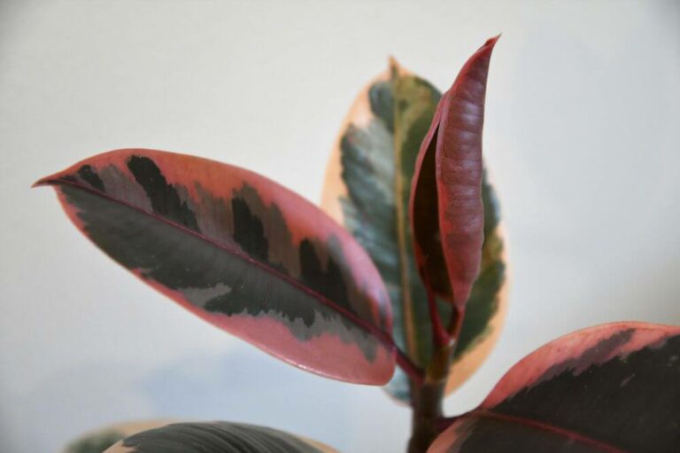 Ficus Elastica ‘Ruby’ Care: Light, Soil, Watering & More